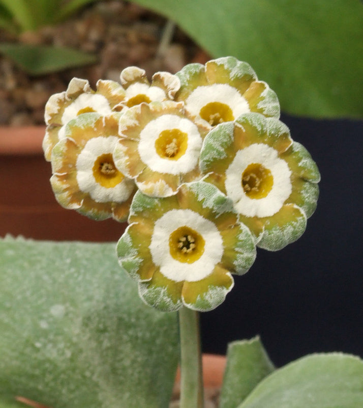 Show Auricula – W & S Lockyer