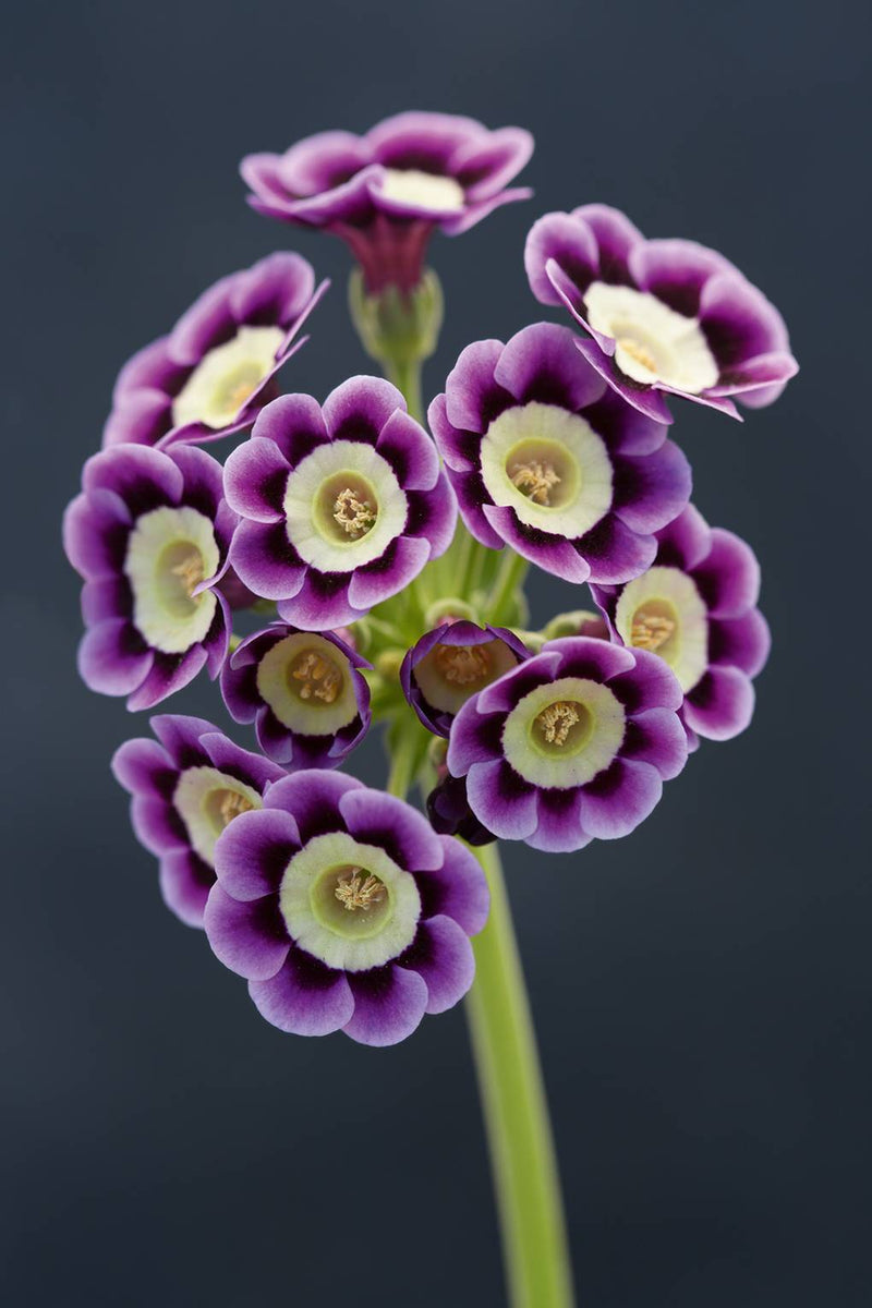 Auricula – W & S Lockyer