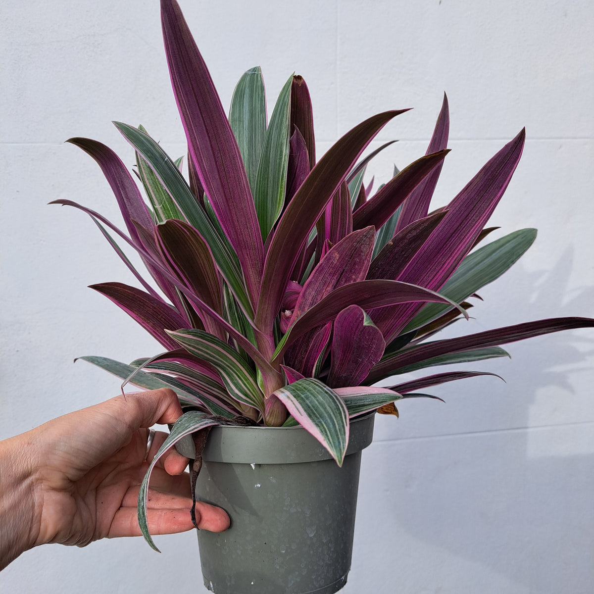 Rhoeo spathacea Discolor (Tradescanthia) 14cm pot | House plant – W & S ...