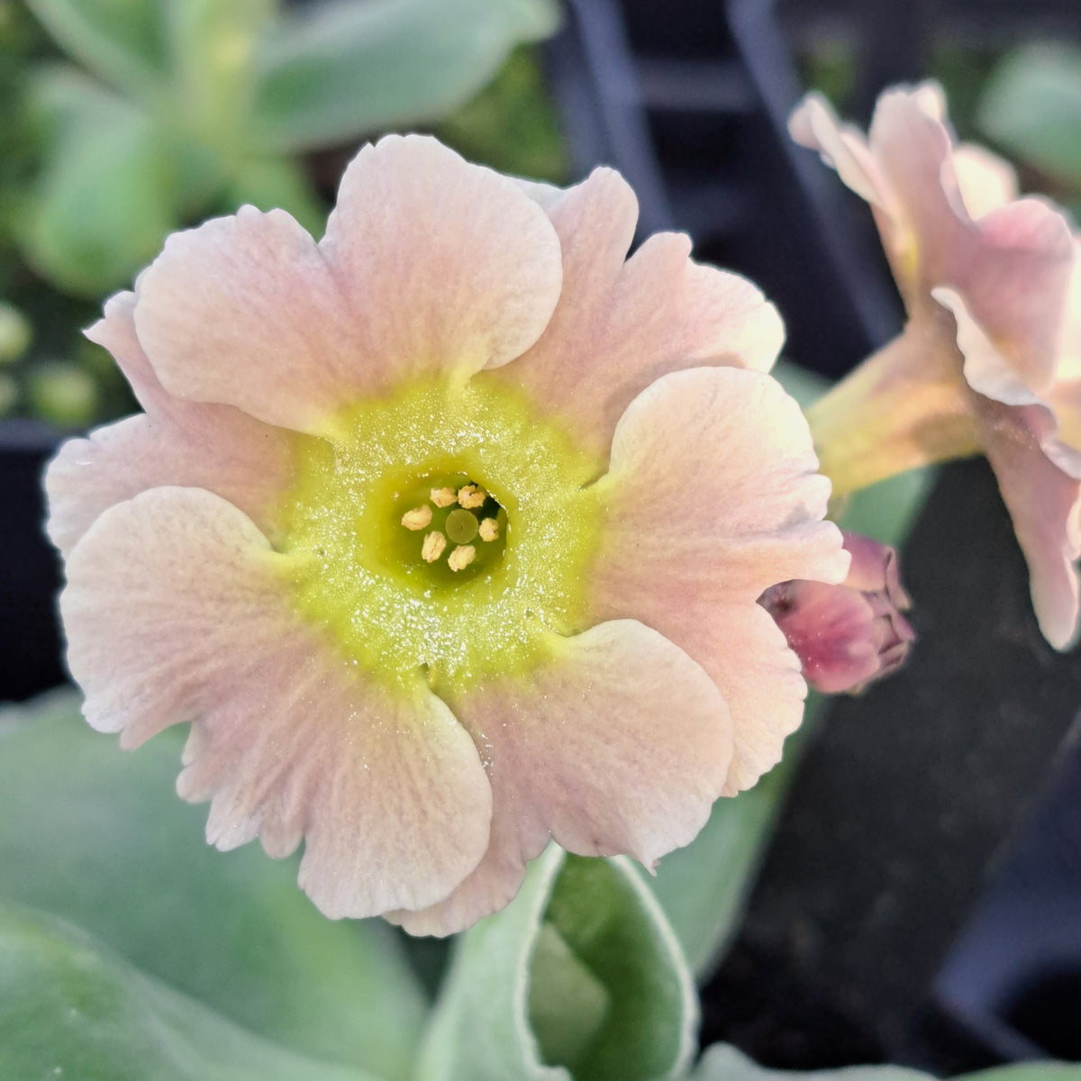 Auricula 'ALICE' (B) – W & S Lockyer