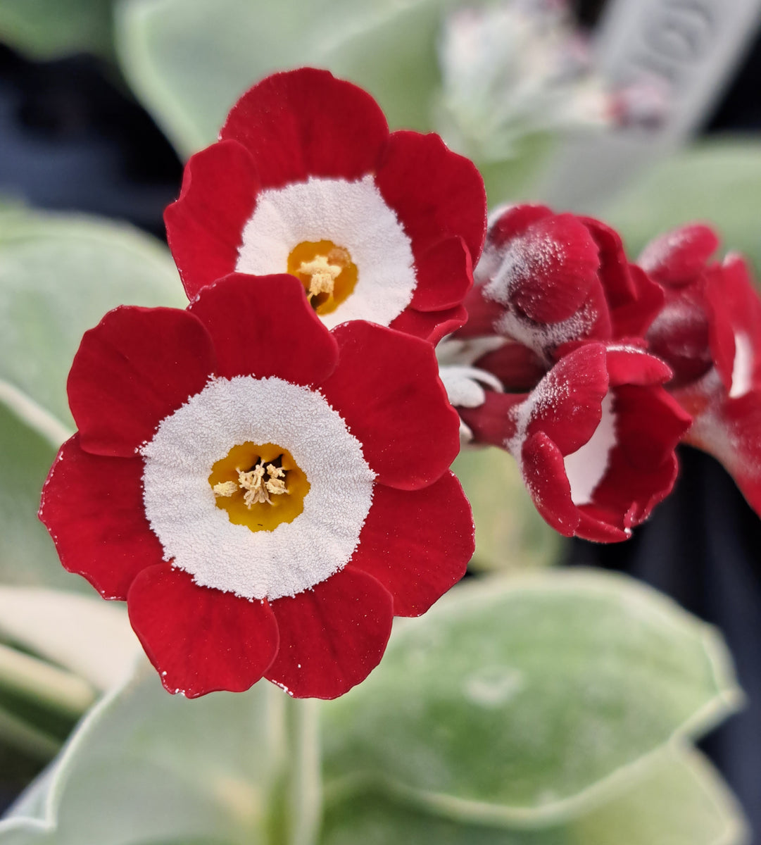 Auricula 'Red Baron' (Self) – W & S Lockyer