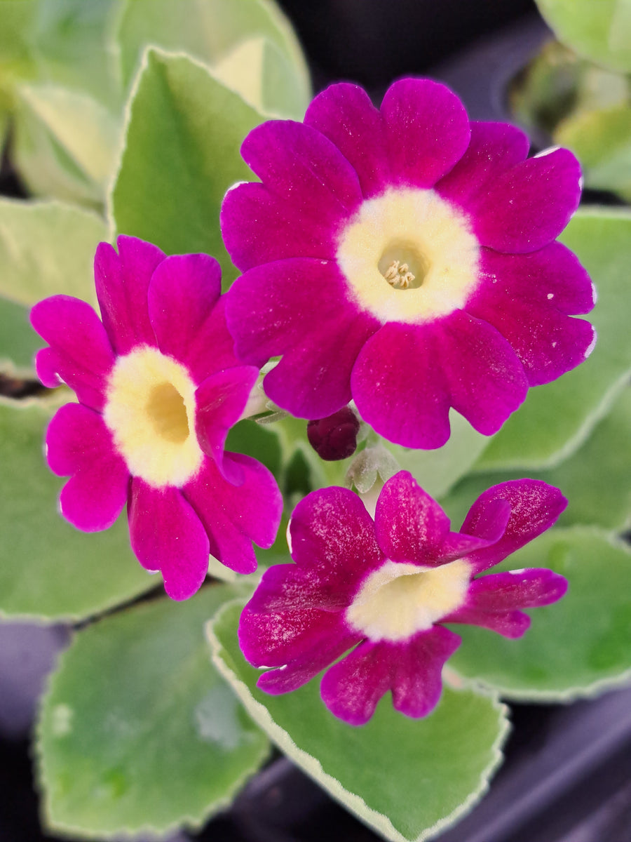Auricula 'WINDY BORDER' (B) – W & S Lockyer