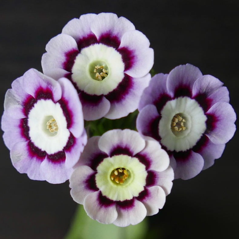 Auricula 'STELLA NORTH' (a) – W & S Lockyer