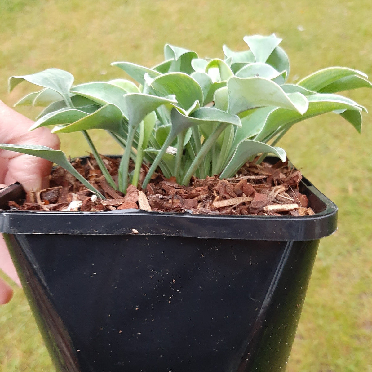 Hosta POPO (1.5 Litre) – W & S Lockyer