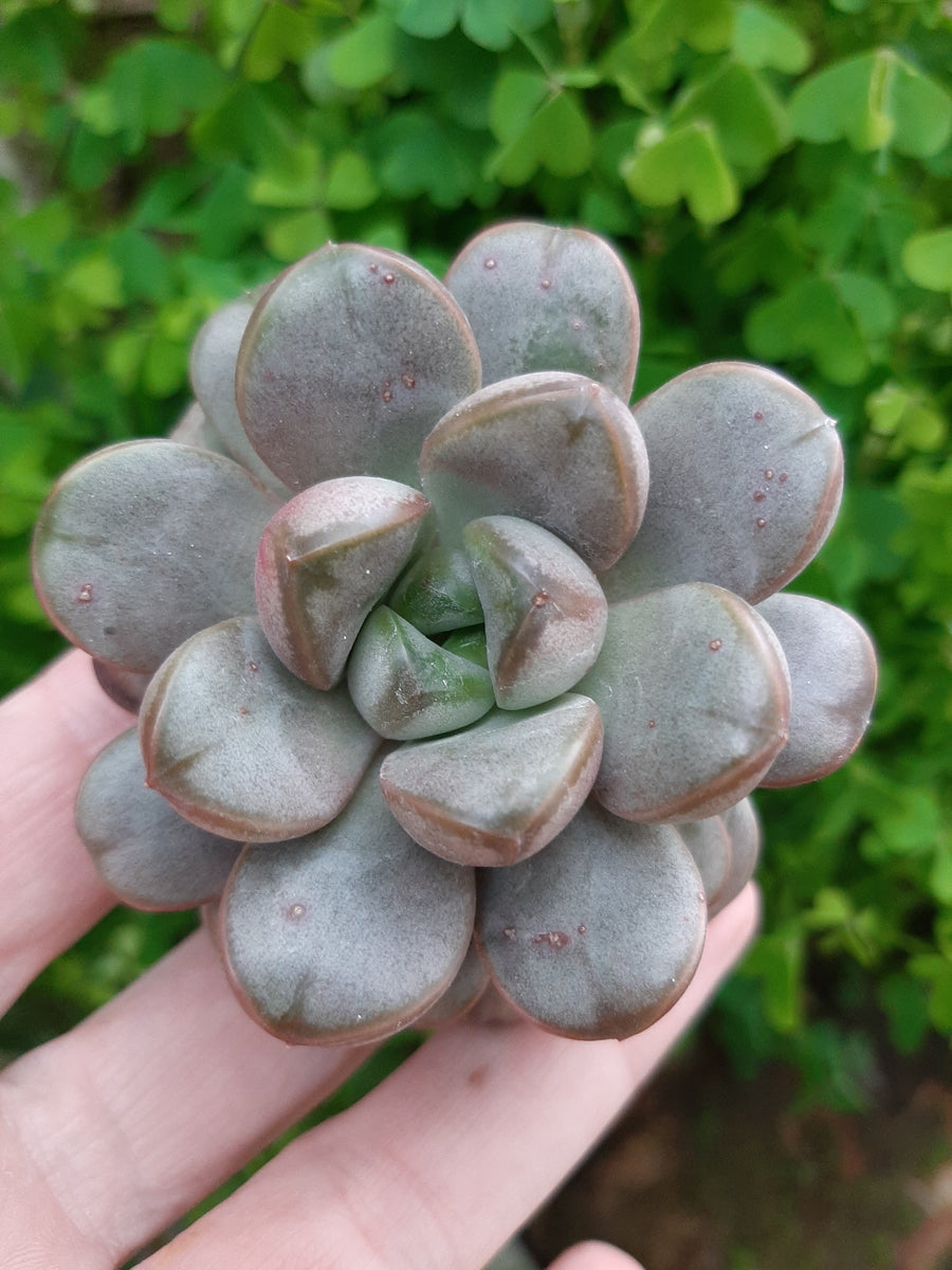Graptoveria Amethorum – W & S Lockyer
