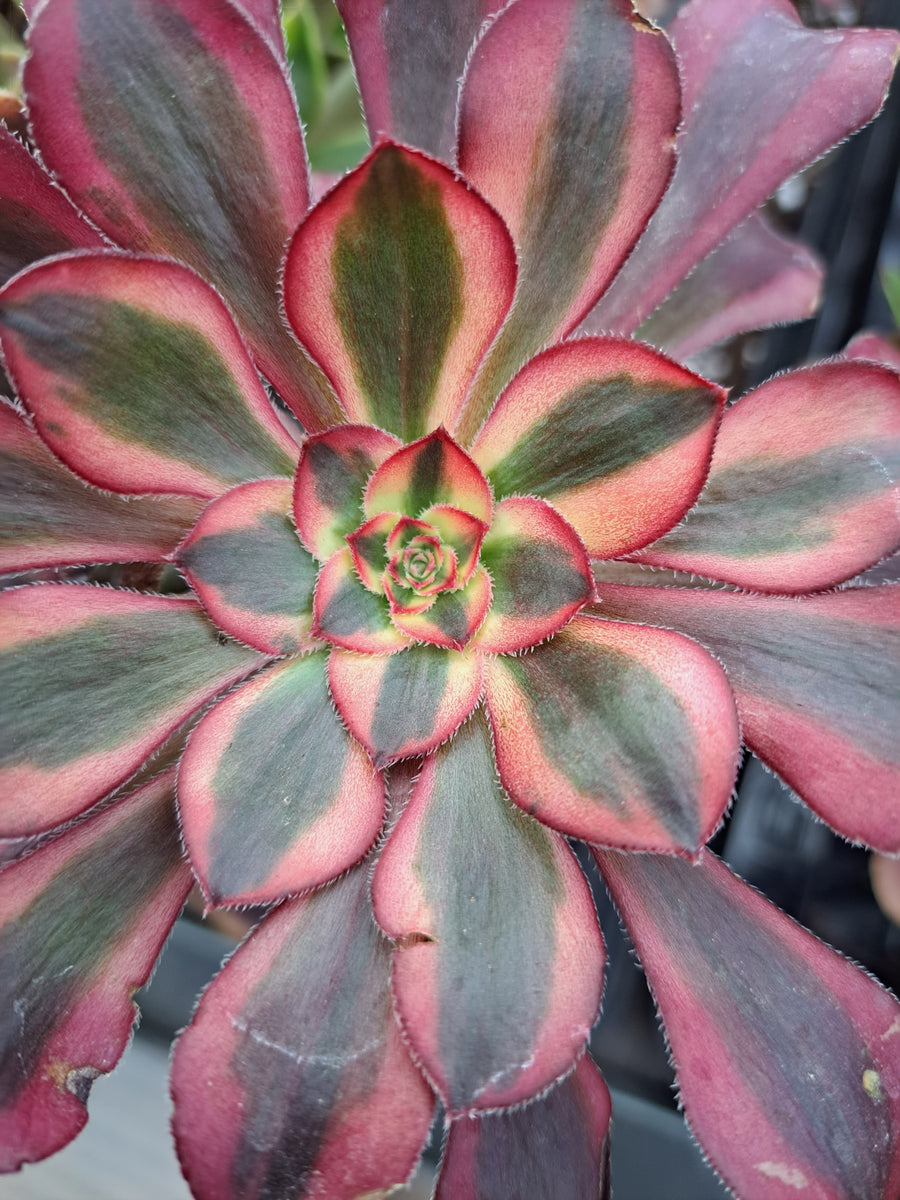 Aeonium CHANEL syn. CORNISH ROSE VARIEGATED – W & S Lockyer